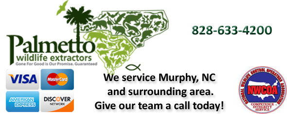 Murphy Wildlife Removal, Pest Animal Control NC - Wildlife Extractors